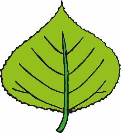 7 arbres à reconnaître grâce à leurs feuilles - Boutique Nature Ludique