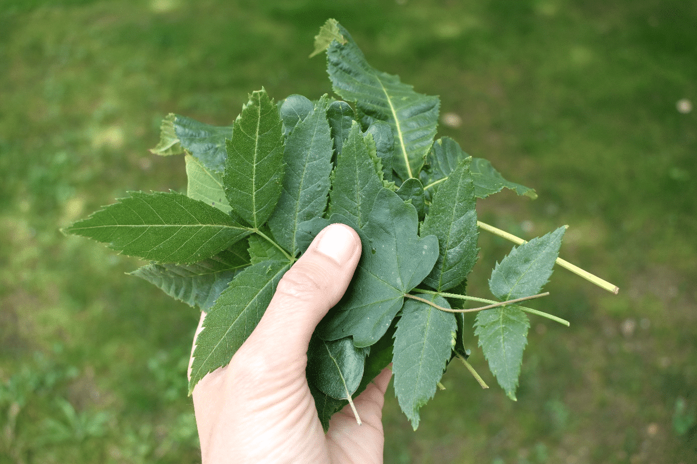 Feuilles d'arbres : jeu pour apprendre à votre enfant à les reconnaître ...