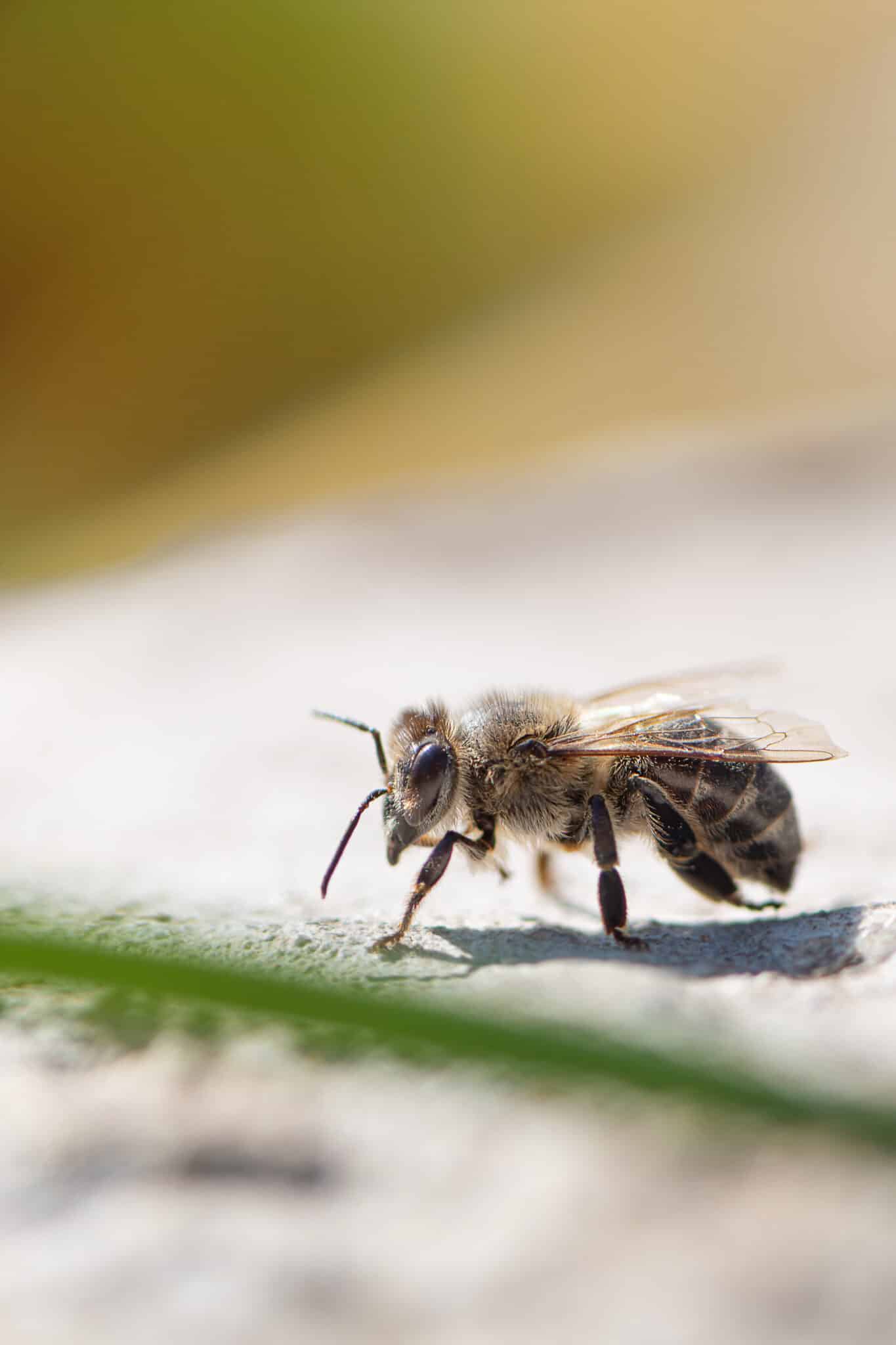 À la découverte des abeilles solitaires : rôle, habitat et protection ...